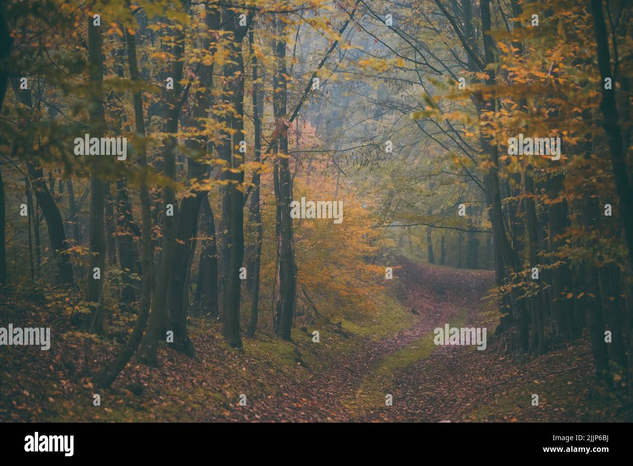 An empty path in between tall tree trunks with colorful autumn leaves ...