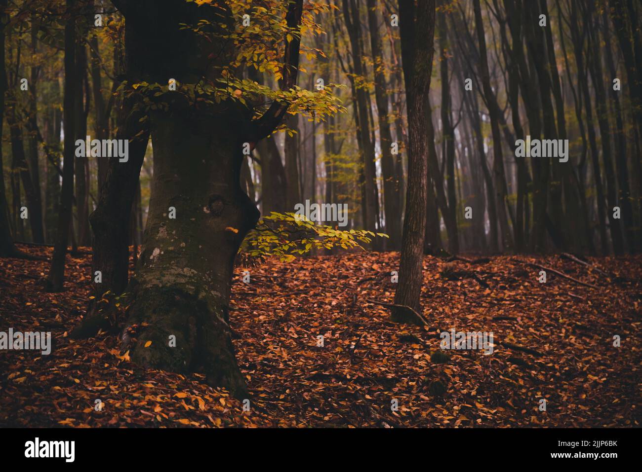 The tall tree trunks with colorful autumn leaves in the foggy forest ...