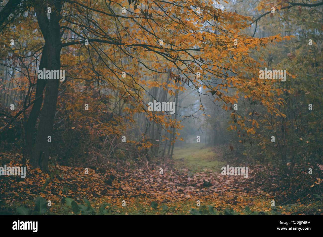 An empty path in between tall tree trunks with colorful autumn leaves ...