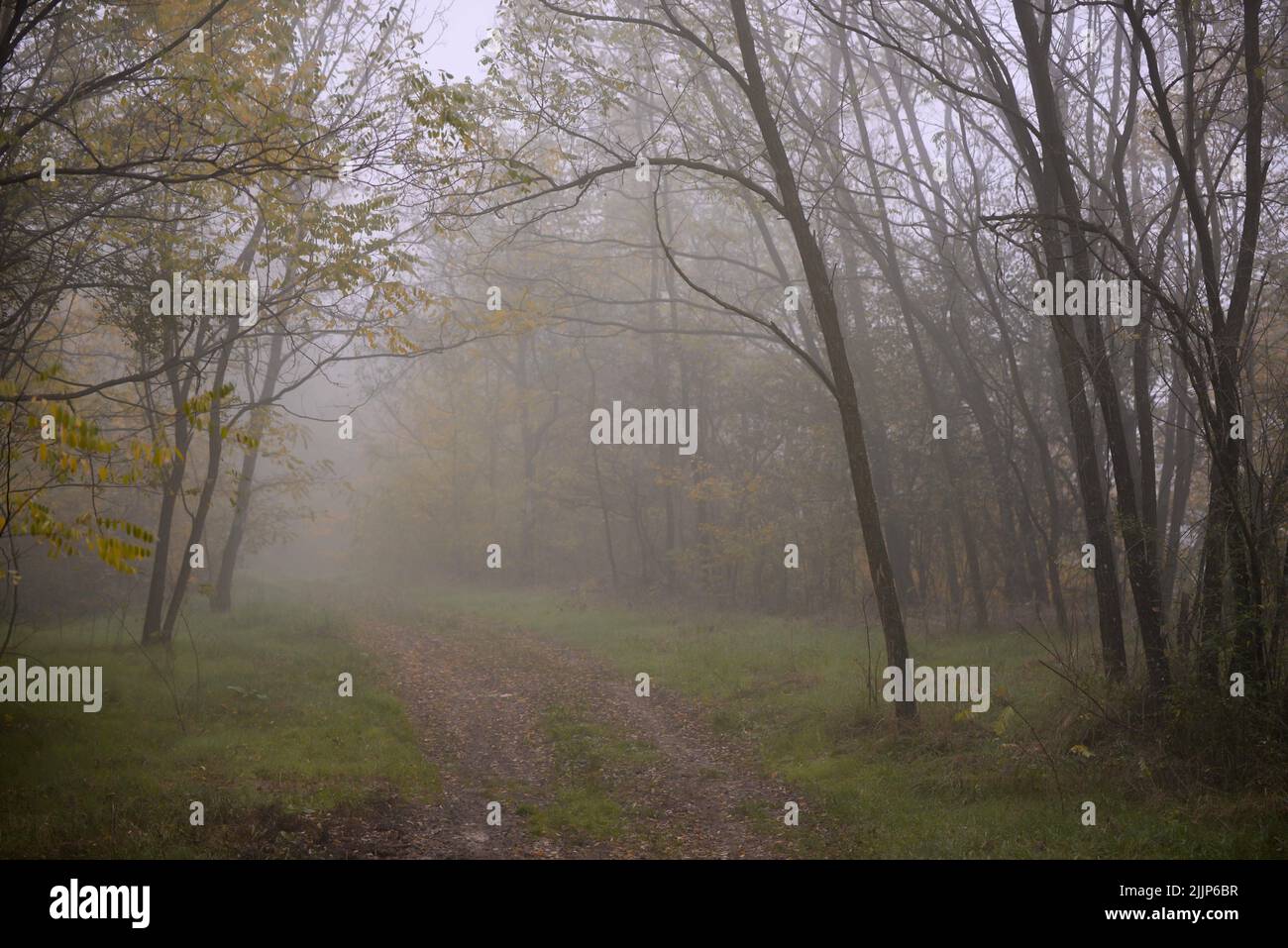 An empty path in between tall tree trunks with colorful autumn leaves ...