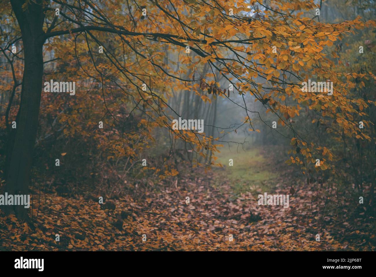 An empty path in between tall tree trunks with colorful autumn leaves ...