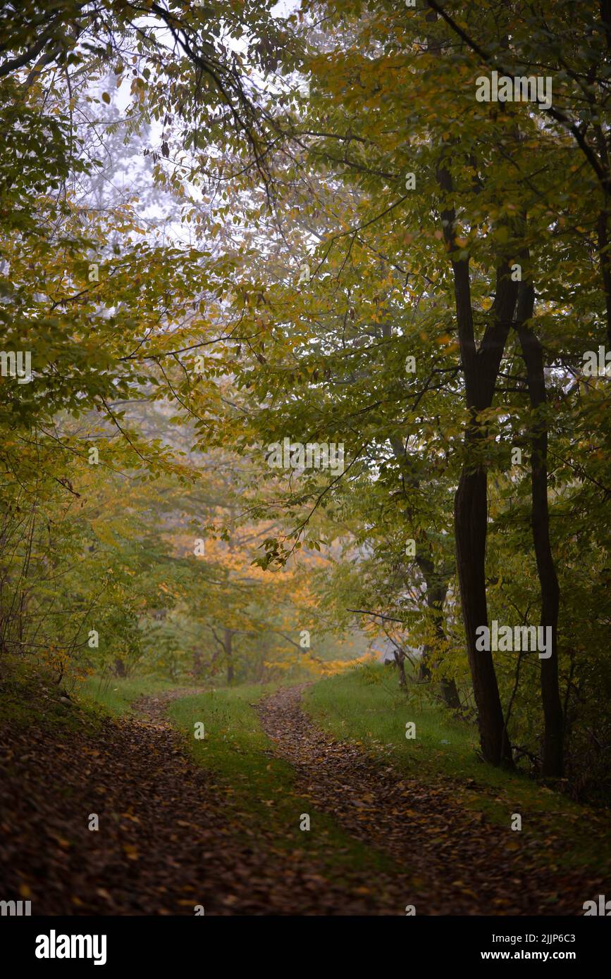 An empty path in between tall tree trunks with colorful autumn leaves ...