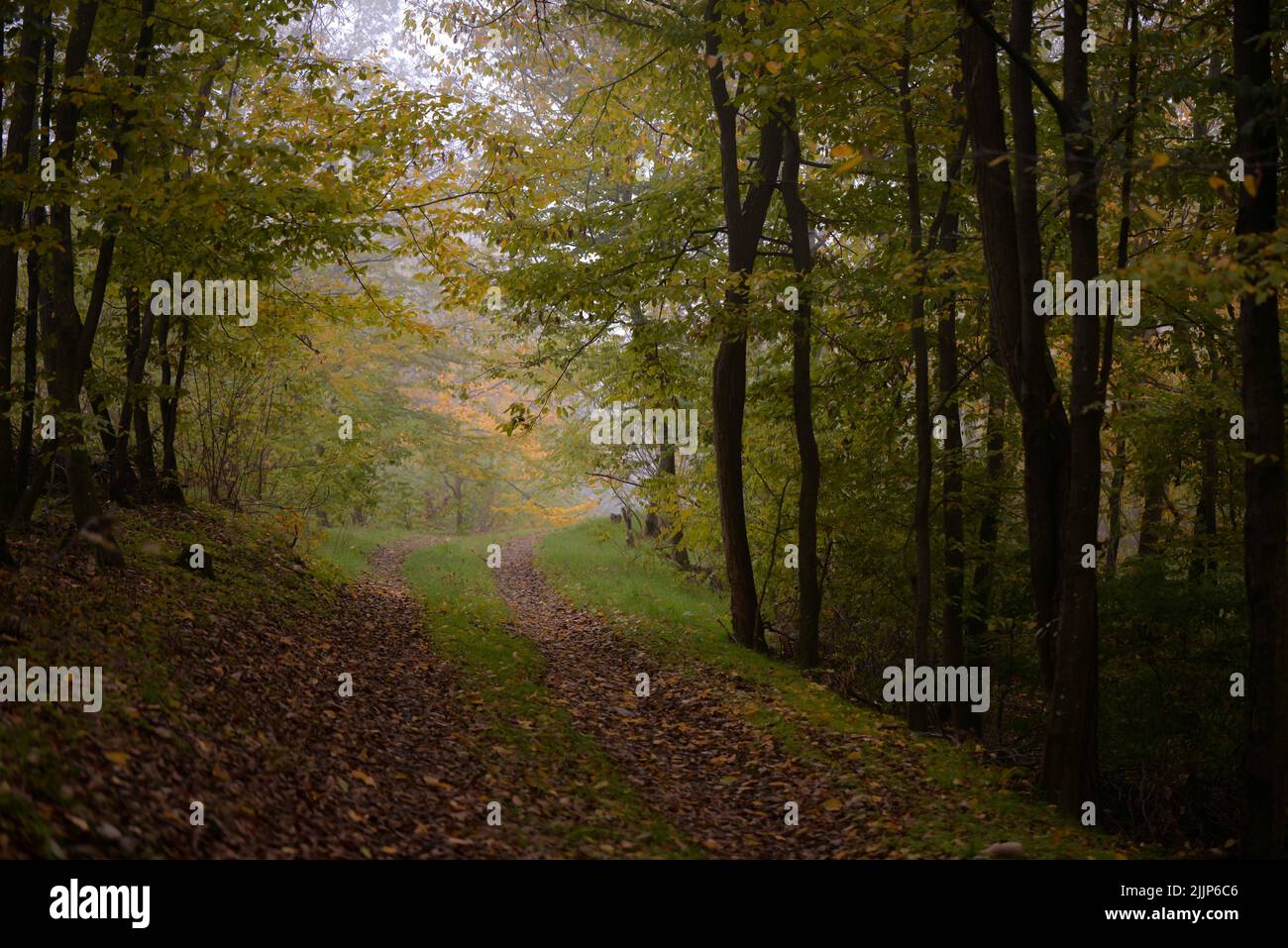 An empty path in between tall tree trunks with colorful autumn leaves ...