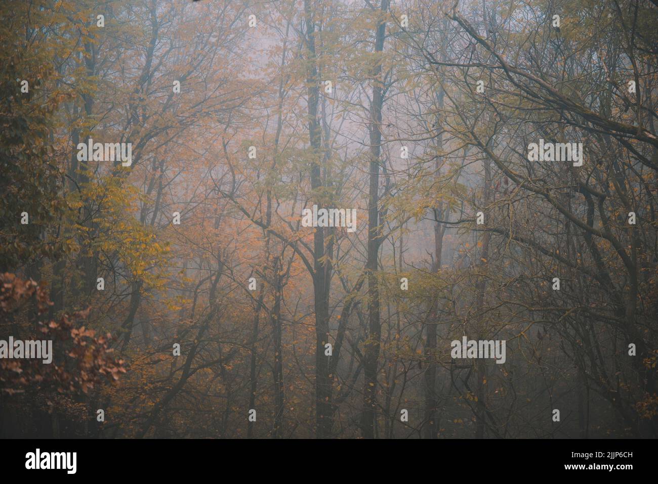 The tall tree trunks with colorful autumn leaves in the forest Stock ...