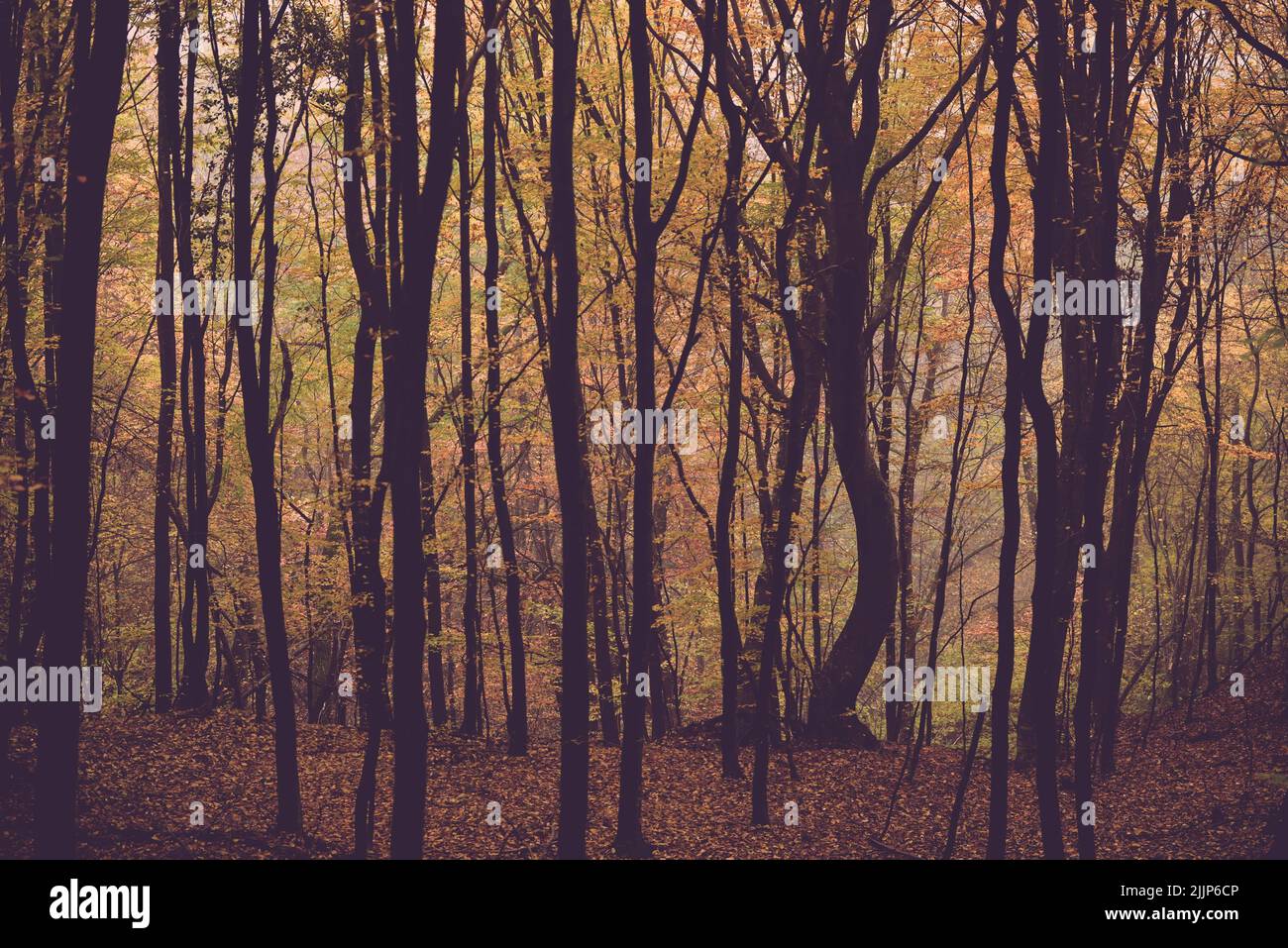 The tall tree trunks with colorful autumn leaves in the foggy forest ...