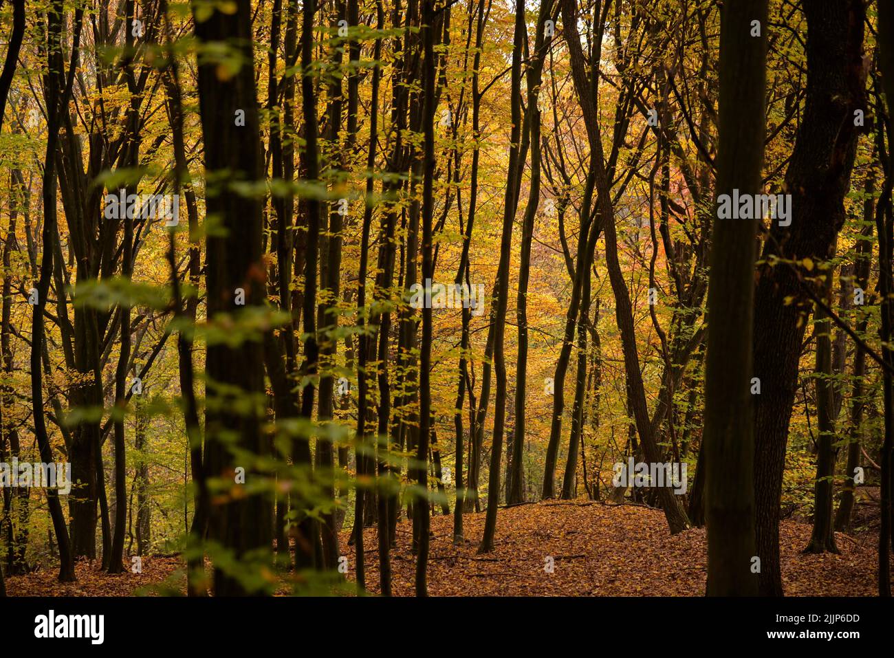 The tall tree trunks with colorful autumn leaves in the forest Stock ...