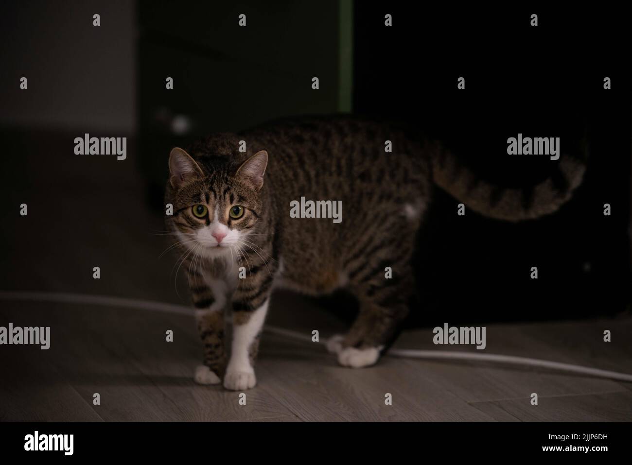 A closeup of black tabby cat standing indoors Stock Photo - Alamy