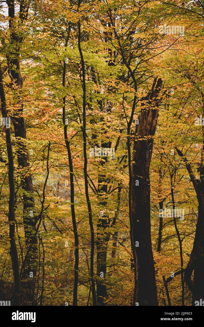 The tall tree trunks with colorful autumn leaves in the forest Stock ...
