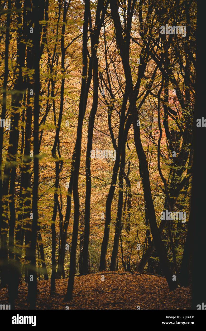 The tall tree trunks with colorful autumn leaves in the forest Stock ...