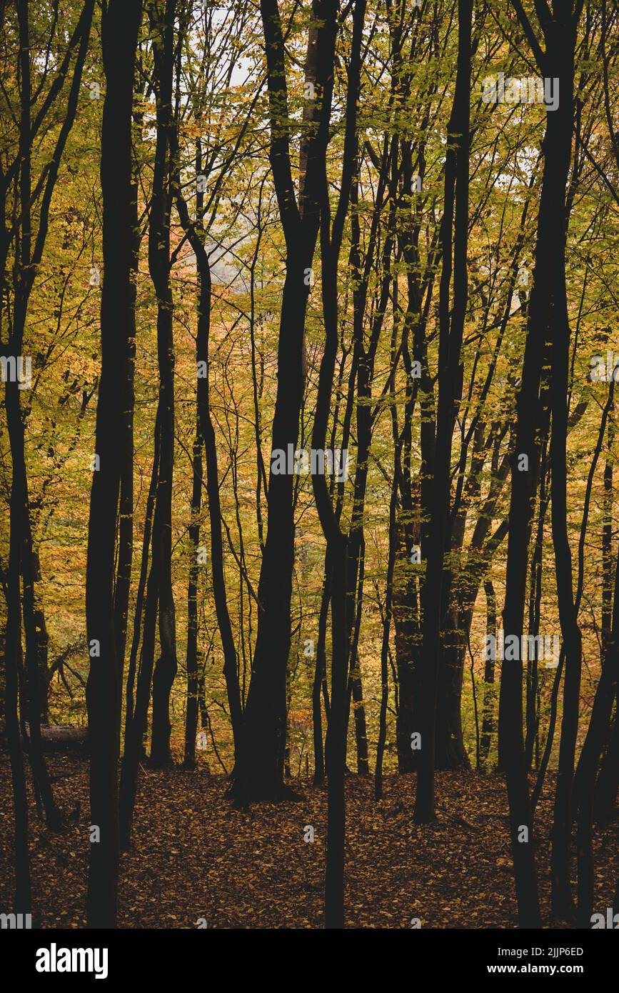 The tall tree trunks with colorful autumn leaves in the forest Stock ...