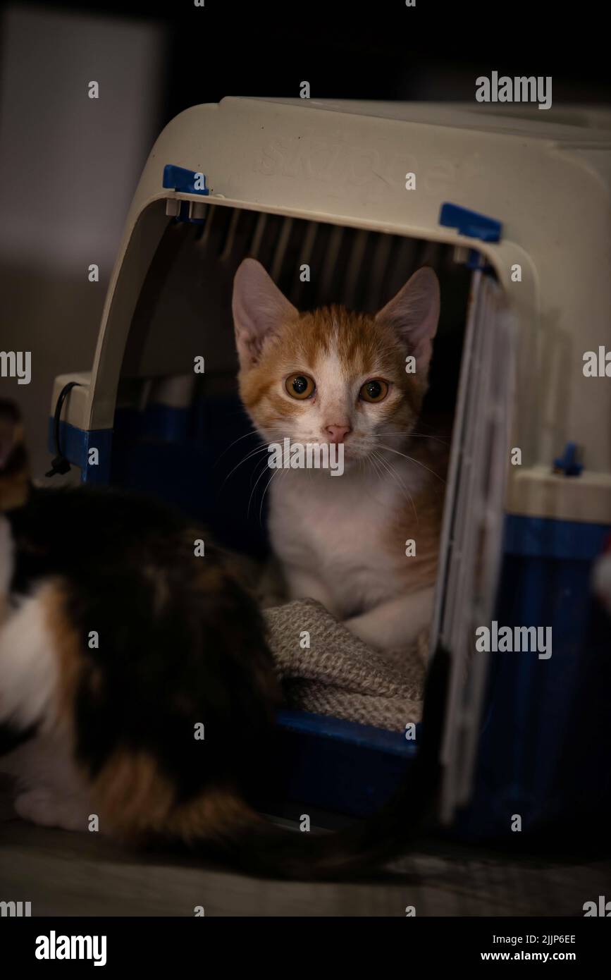Animal inside cage hi-res stock photography and images - Alamy