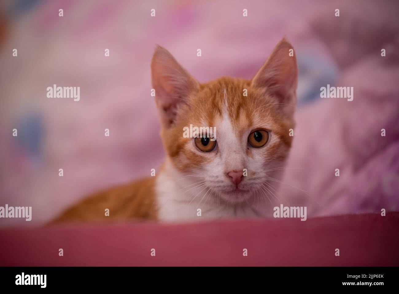 An orange tabby cat sitting on the couch inside an apartment Stock ...