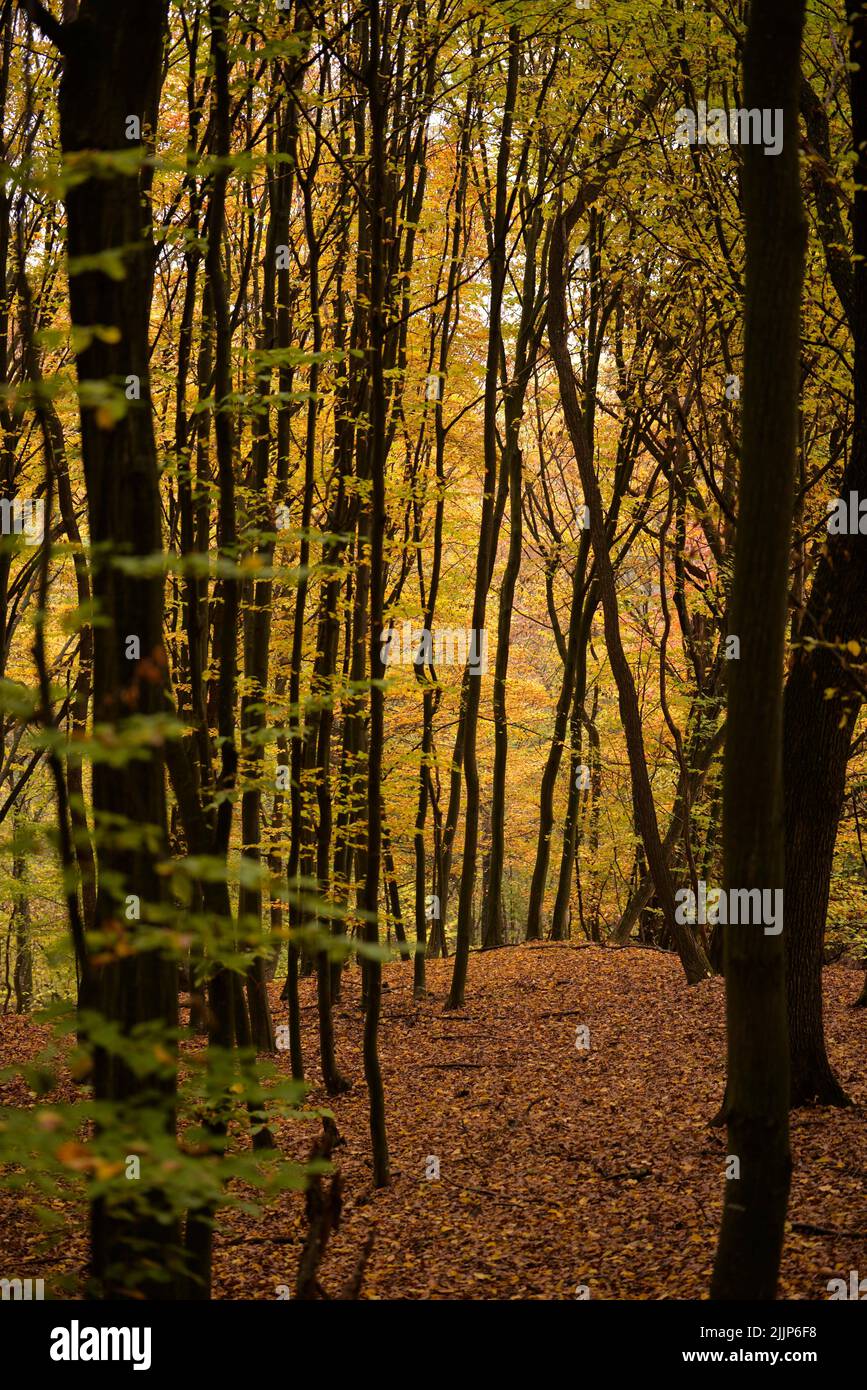 The tall tree trunks with colorful autumn leaves in the forest Stock ...