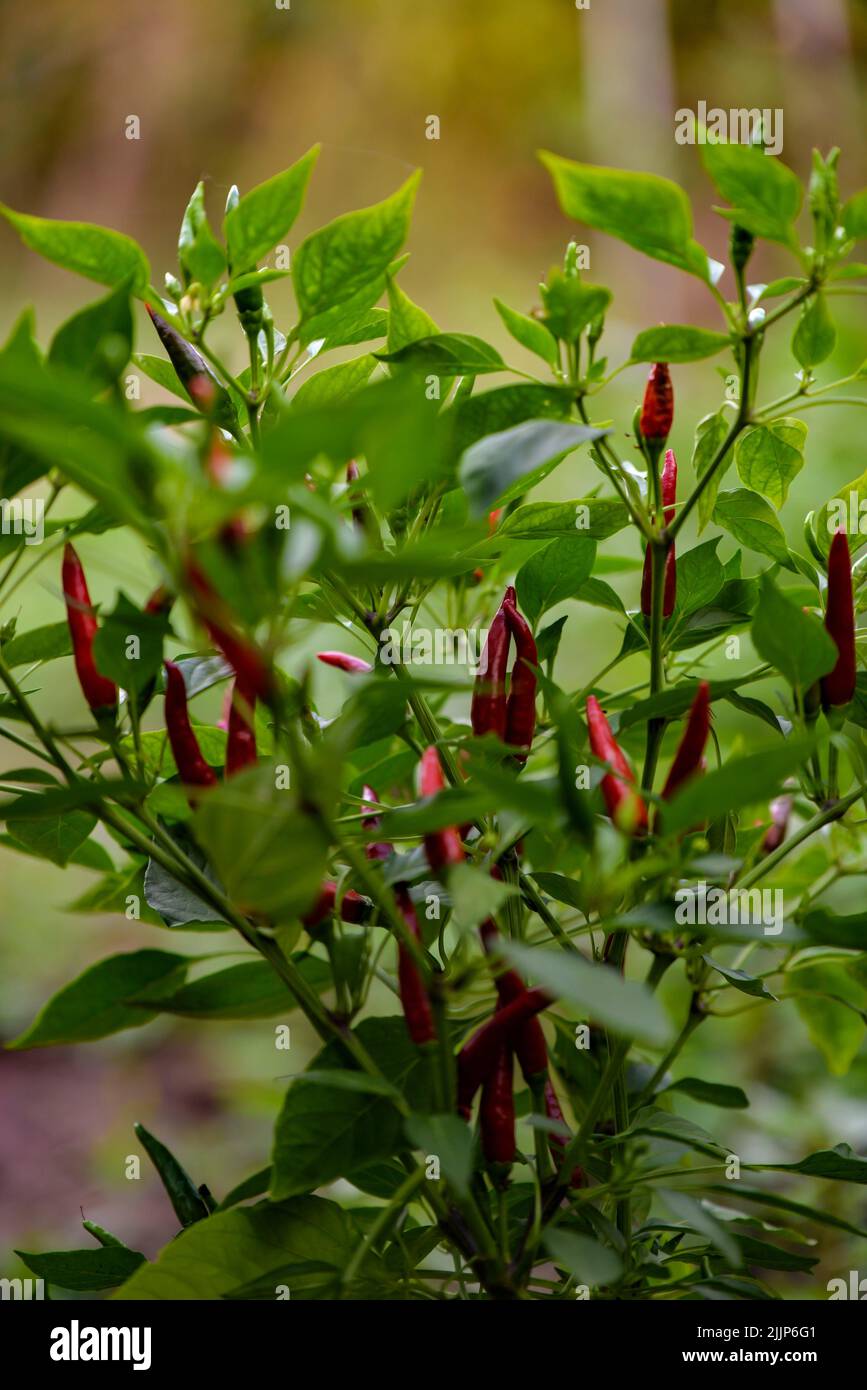 Growing Chili Peppers In Arizona at Carolyn Mendenhall blog