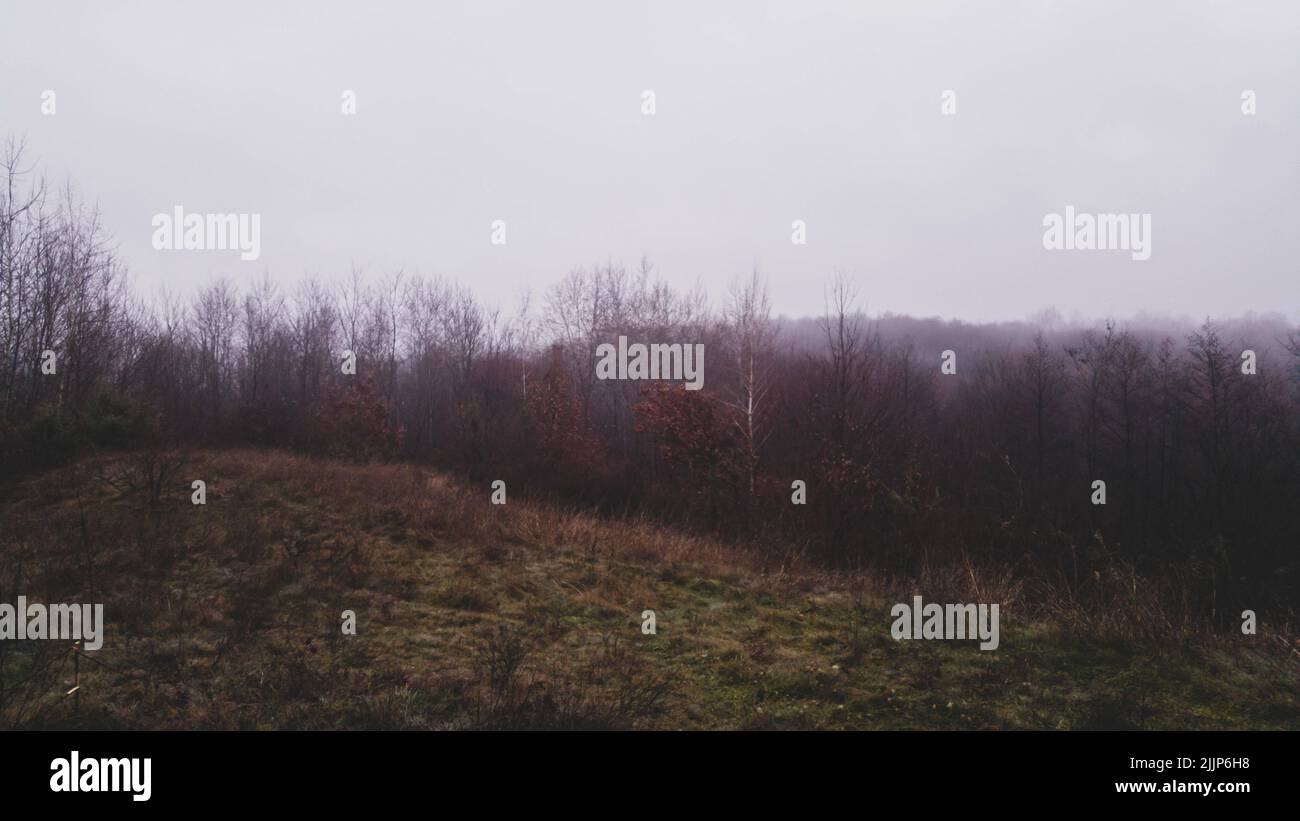 a photo of misty weather in forest Stock Photo - Alamy