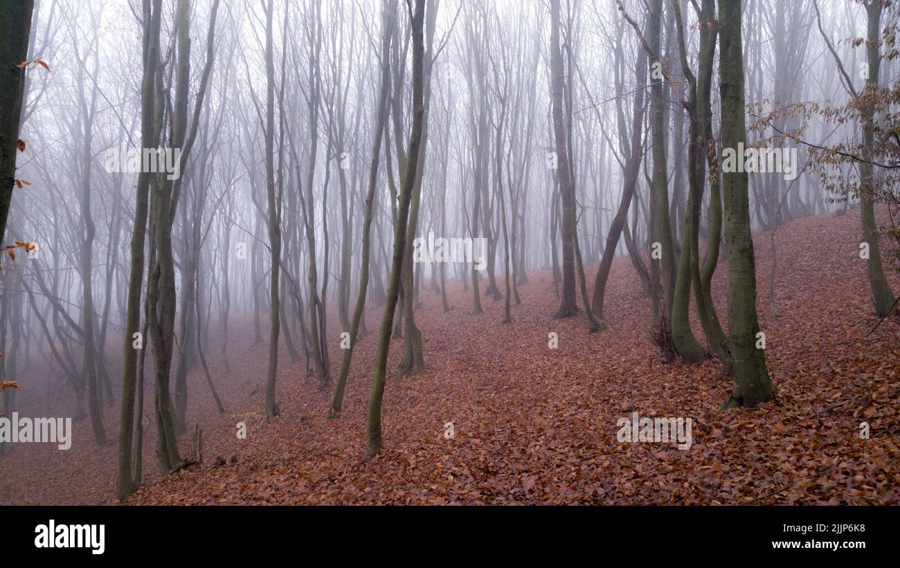 A cobweb on the stems in an autumn forest Stock Photo - Alamy