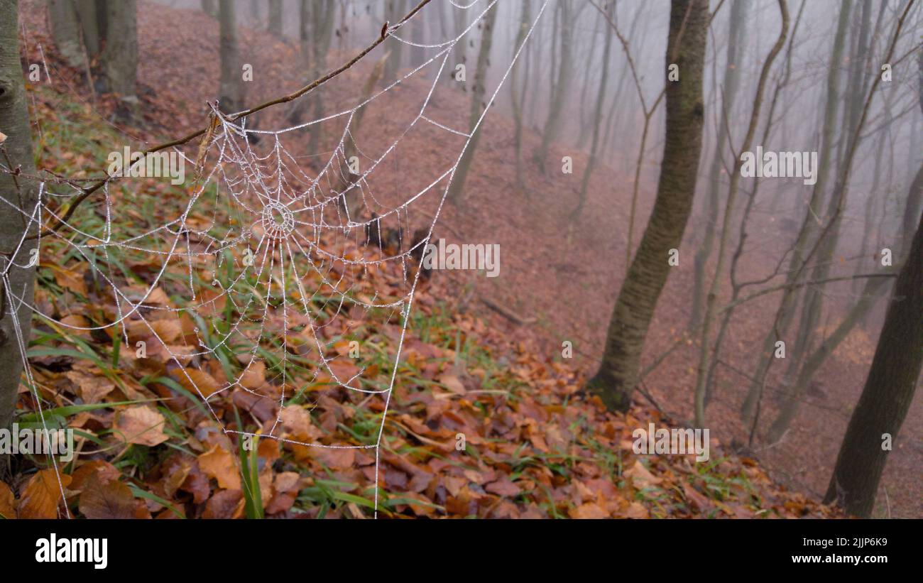 Cobweb of branches hi-res stock photography and images - Alamy