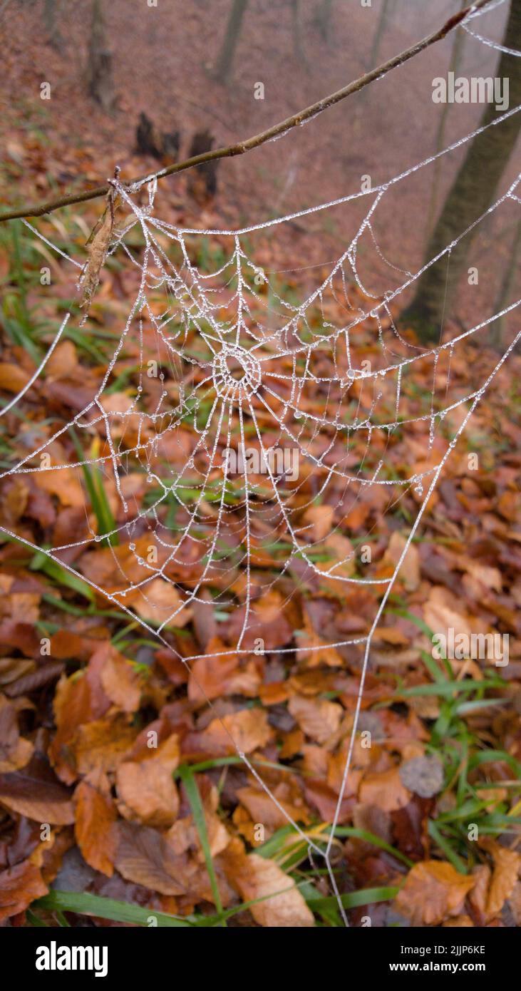 Cobweb of branches hi-res stock photography and images - Alamy