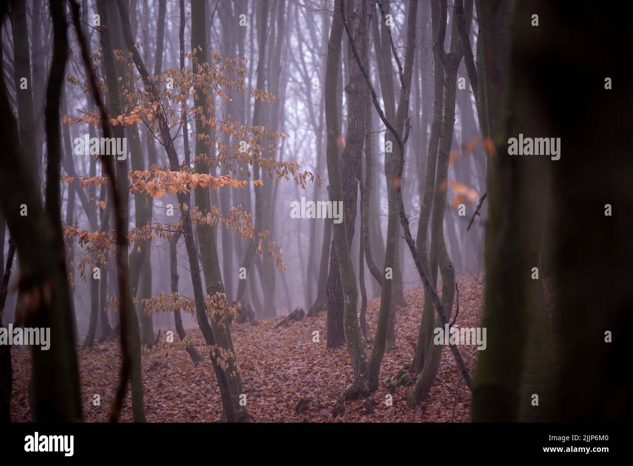 Autumn foliage trees mist hi-res stock photography and images - Alamy