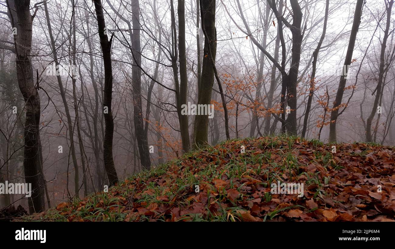A cobweb on the stems in an autumn forest Stock Photo - Alamy