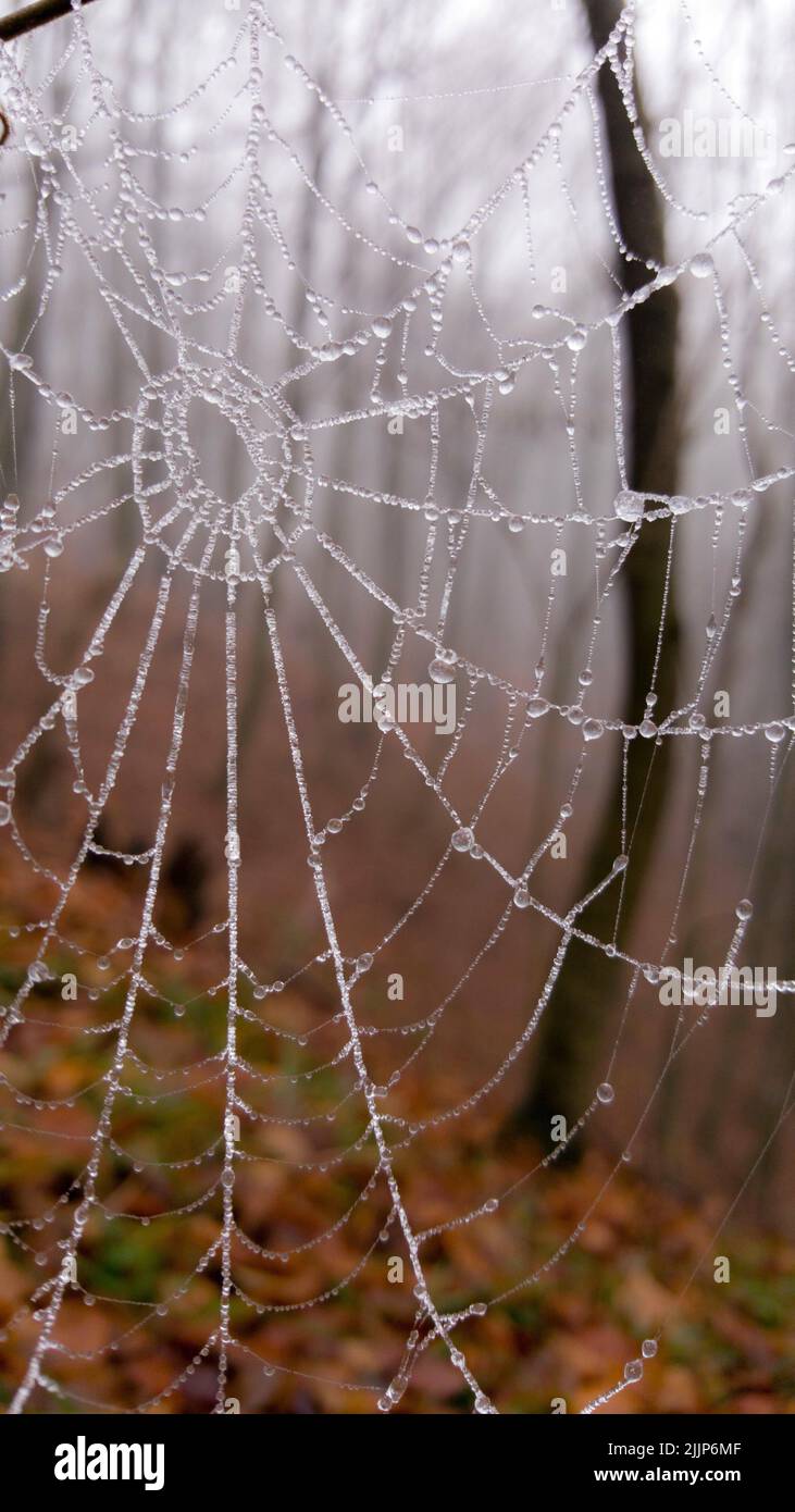 Network cobweb hi-res stock photography and images - Alamy