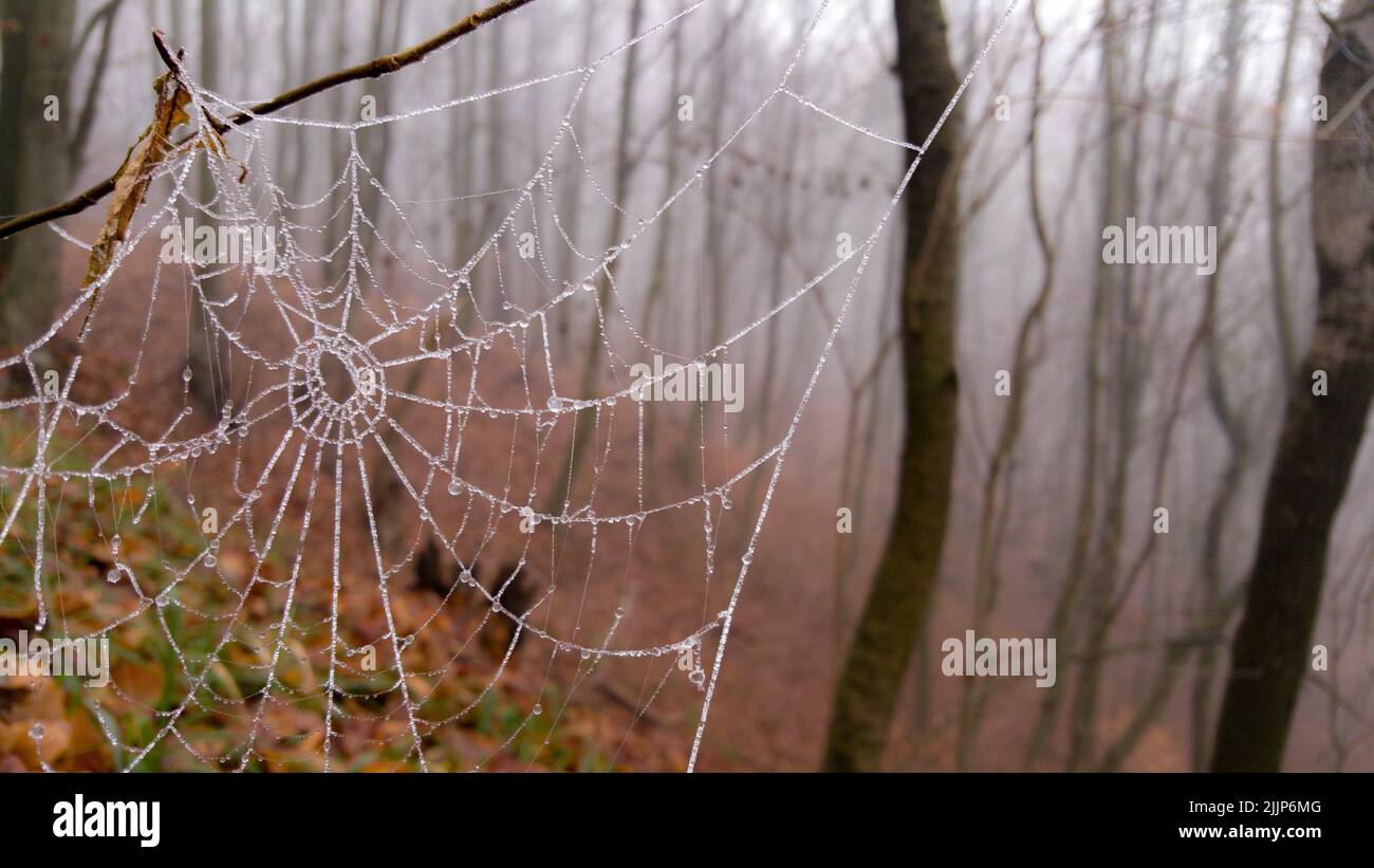 Network cobweb hi-res stock photography and images - Alamy