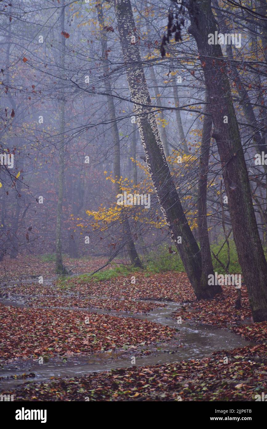 A beautiful landscape of autumn trees in a foggy forest Stock Photo - Alamy