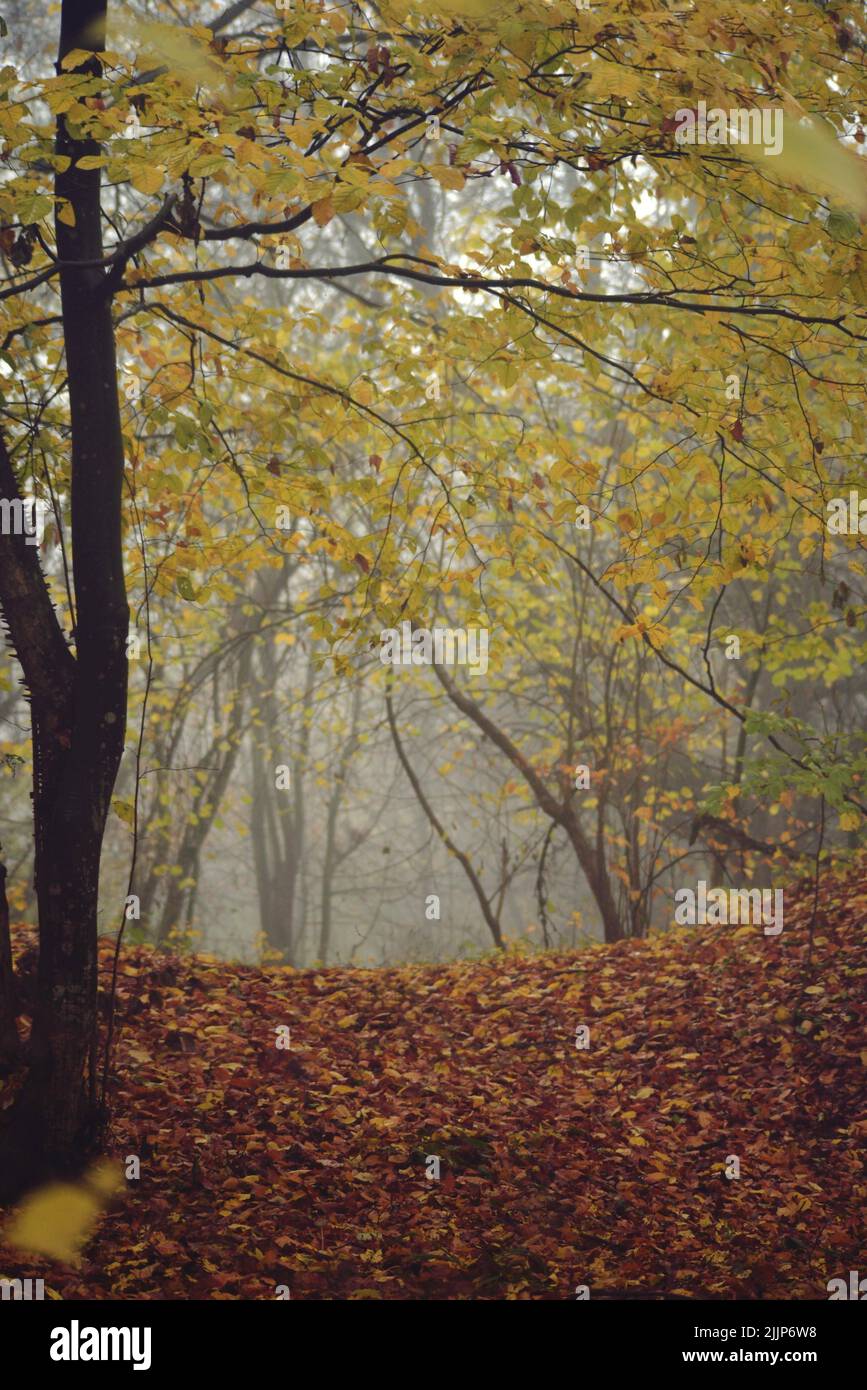 A beautiful landscape of autumn trees in a foggy forest Stock Photo - Alamy