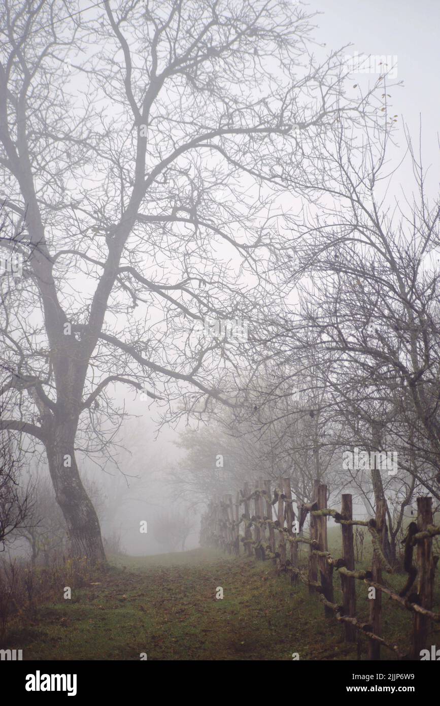 A beautiful landscape of autumn trees in a foggy forest Stock Photo - Alamy