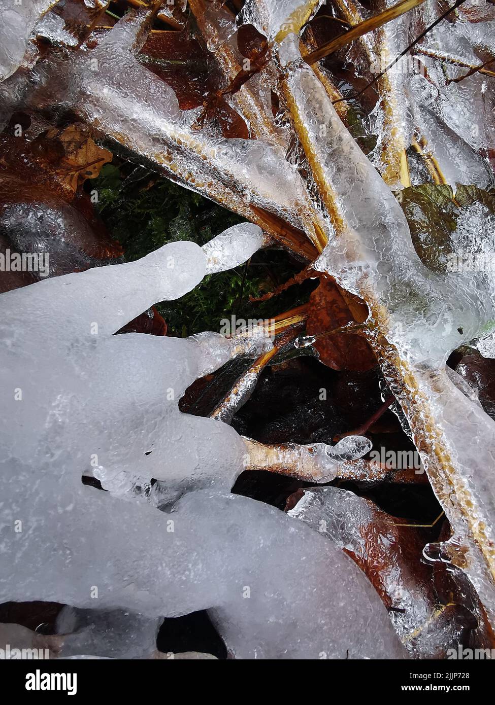 Ice and leaves hi-res stock photography and images - Alamy