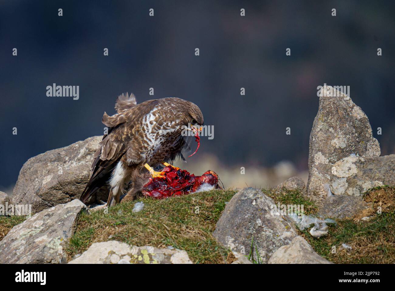 Predator eating prey hi-res stock photography and images - Alamy
