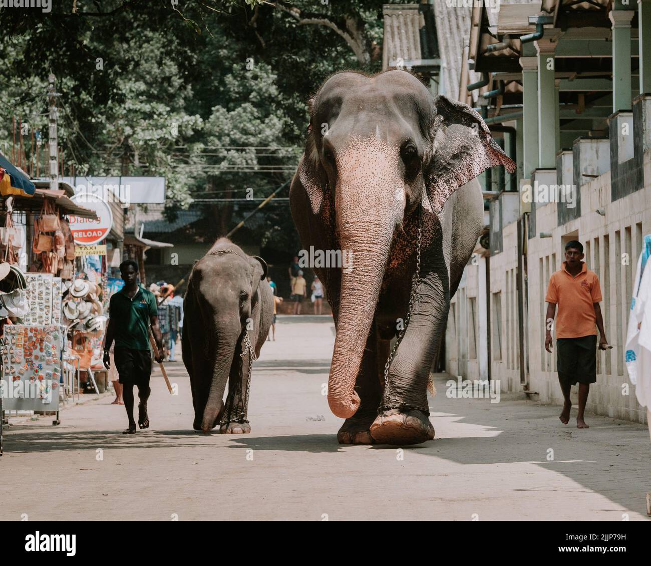 the people with elephants walk peacefully through the streets of Sri ...