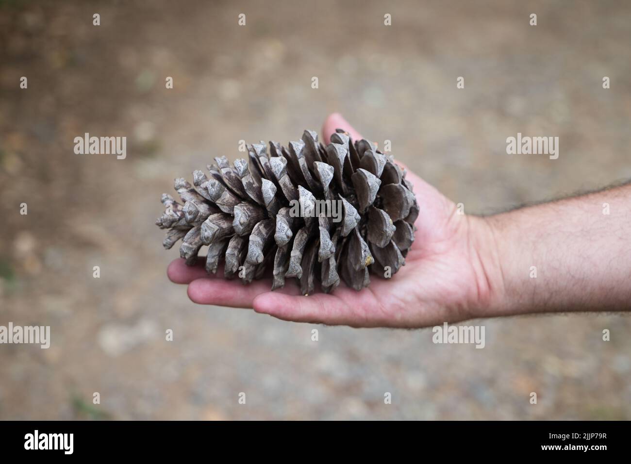 A pine cone from a pine tree on the palm of a man's hand Stock Photo ...