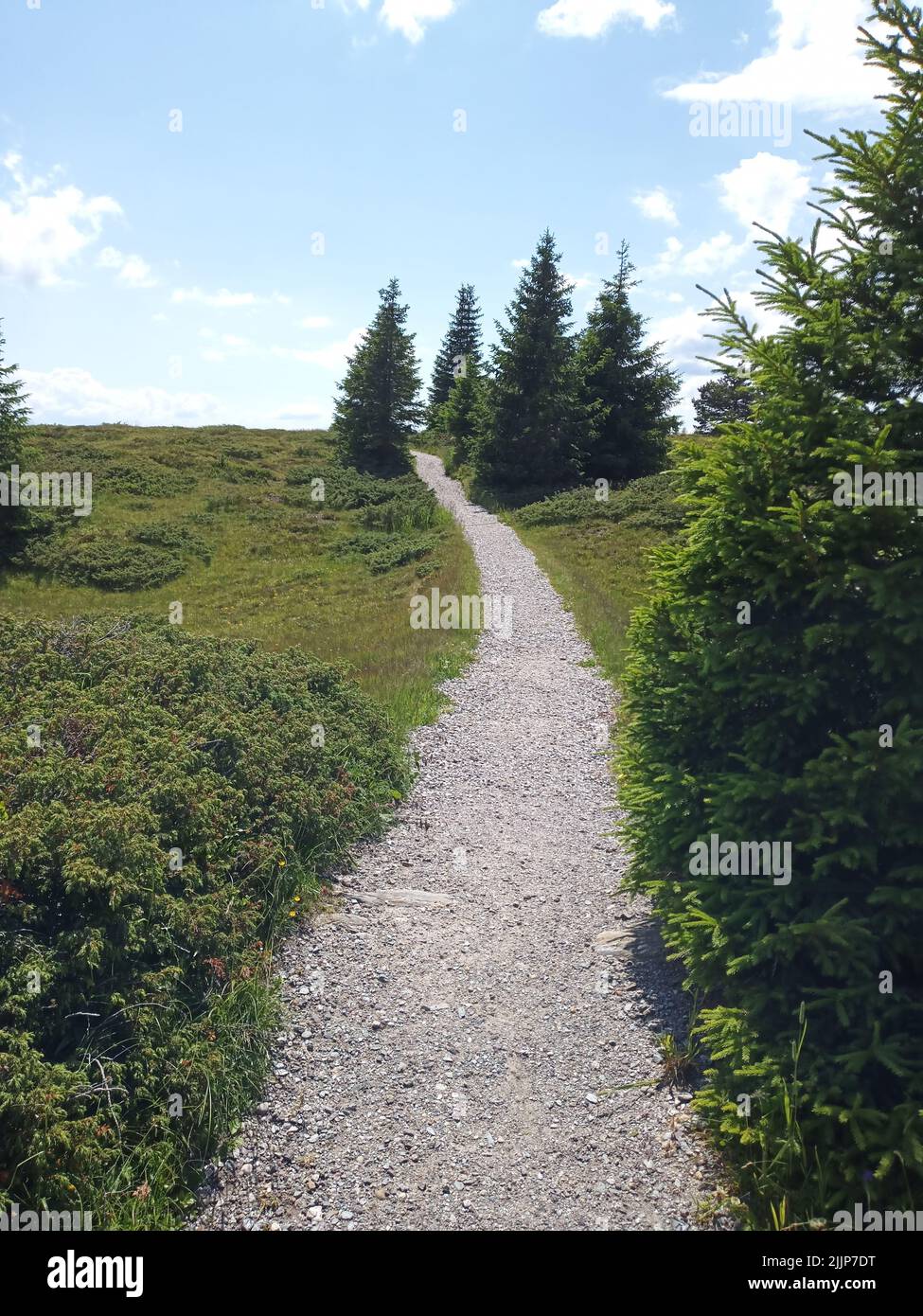 The narrow road passing through the green fields with fir trees against ...
