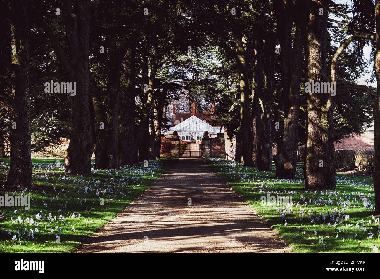 An alley surrounded by trees in background of old house at Clumber park ...