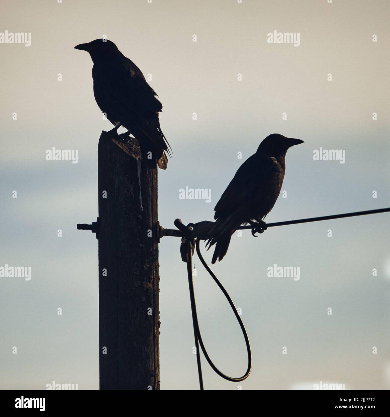 A vertical closeup of common ravens perched back to back on electro ...