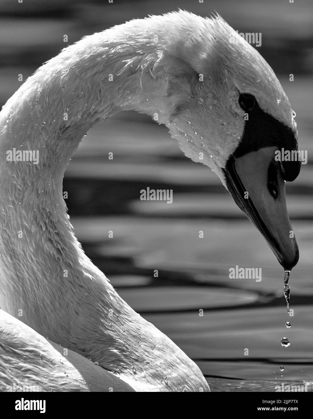 A beautiful view of a graceful swan floating in the lake Stock Photo ...