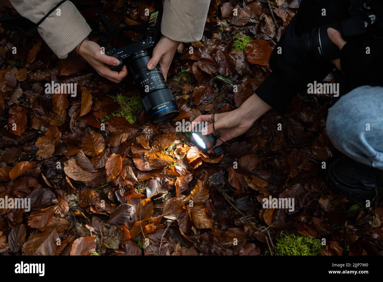 Two photographers taking macro photos in the forest during fall Stock ...