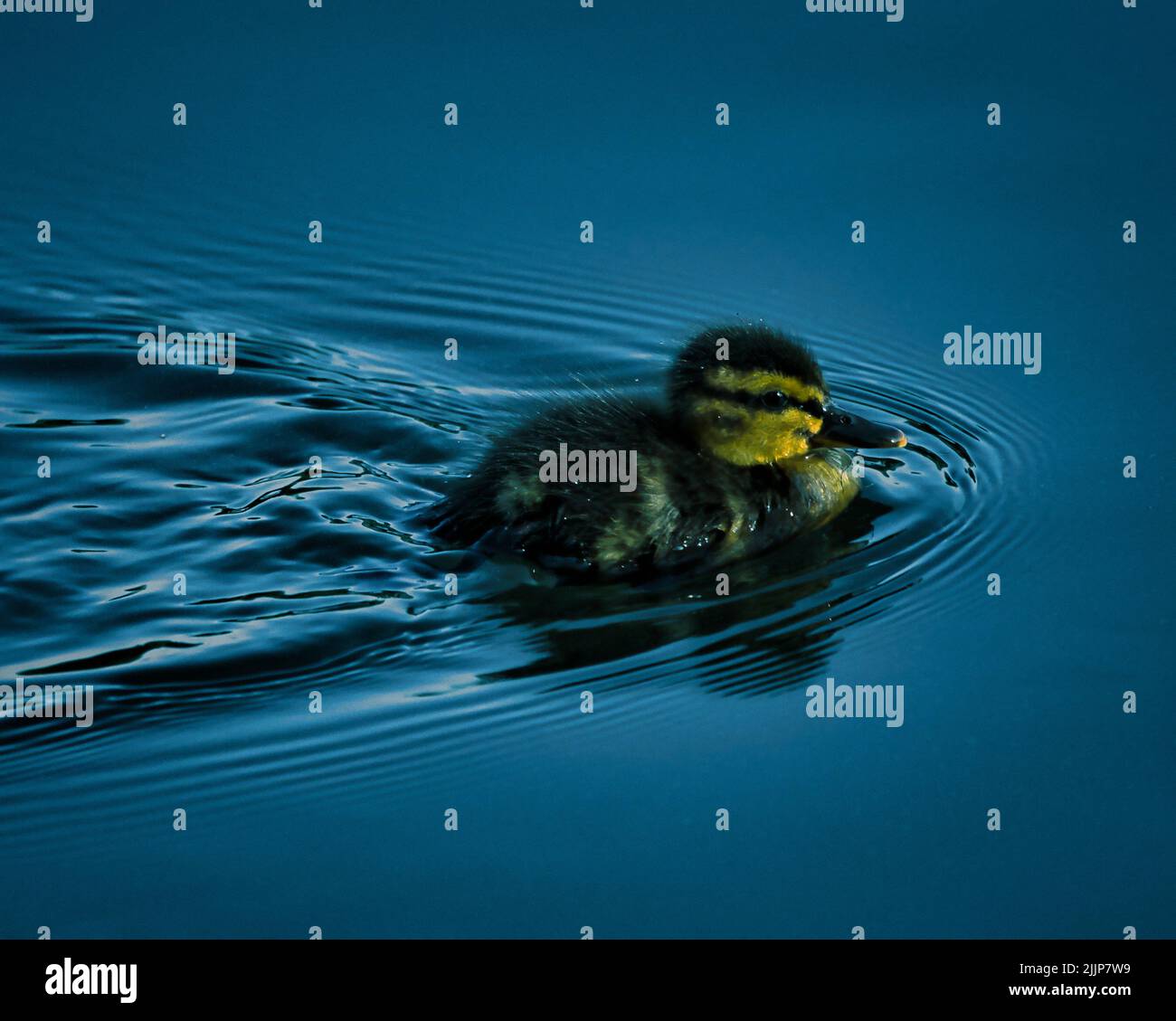 An adorable green wild duck swimming in a clear blue lake with its ...