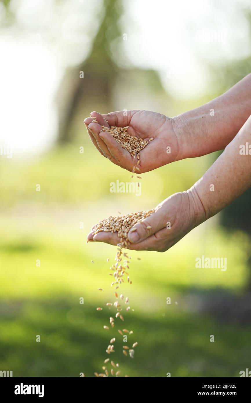 women's hands pour wheat grains through their fingers. Spring harvest ...