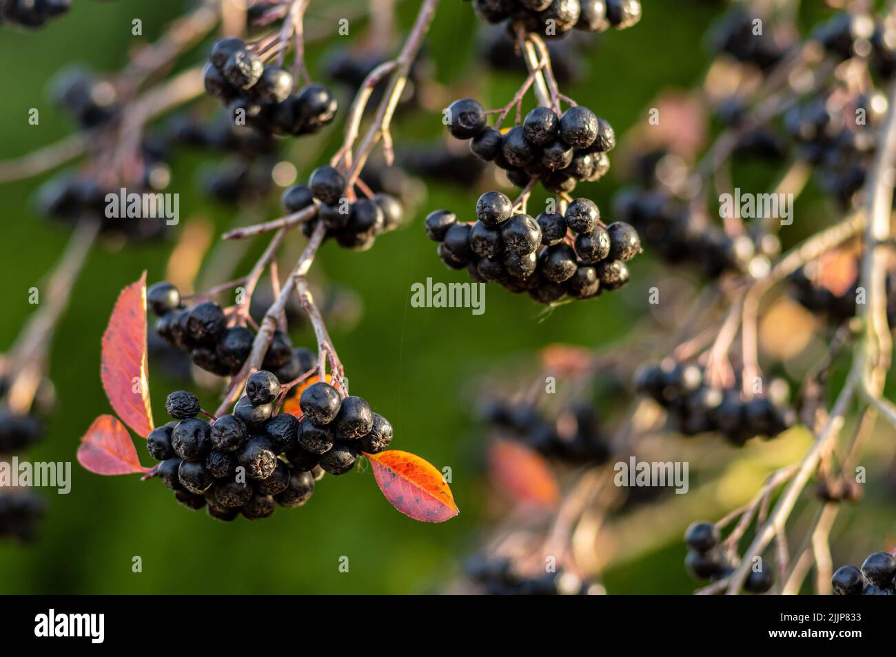 A selective focus of chokeberry (Aronia melanocarpa) clusters Stock ...