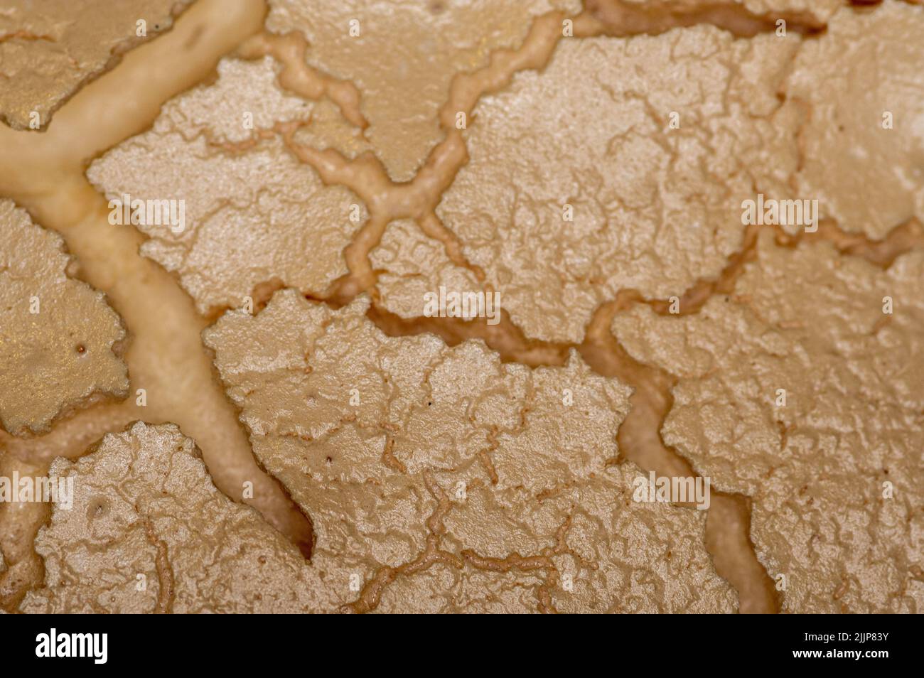 Cookie texture hi-res stock photography and images - Alamy