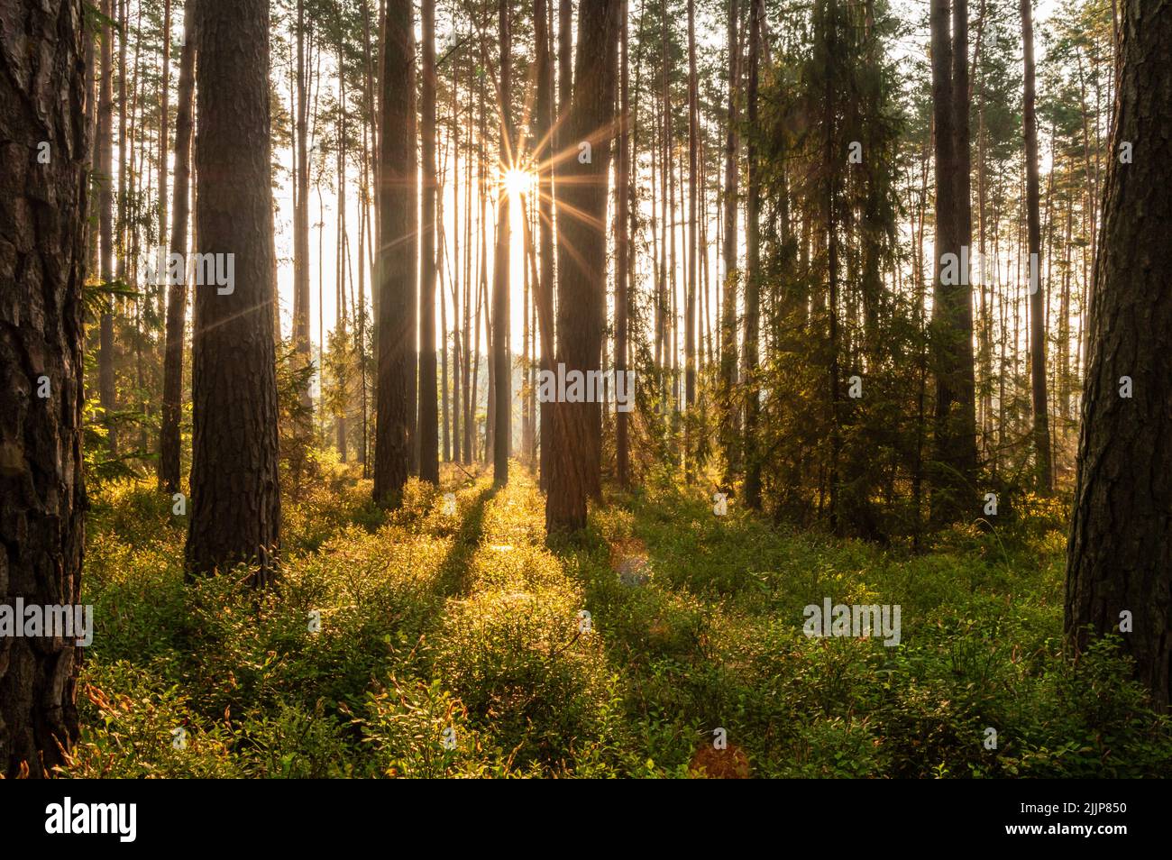 The sun shining behind the trees in a forest Stock Photo - Alamy