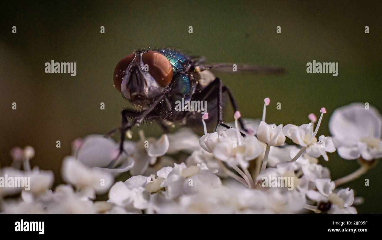 Fly on a white blossom hi-res stock photography and images - Alamy