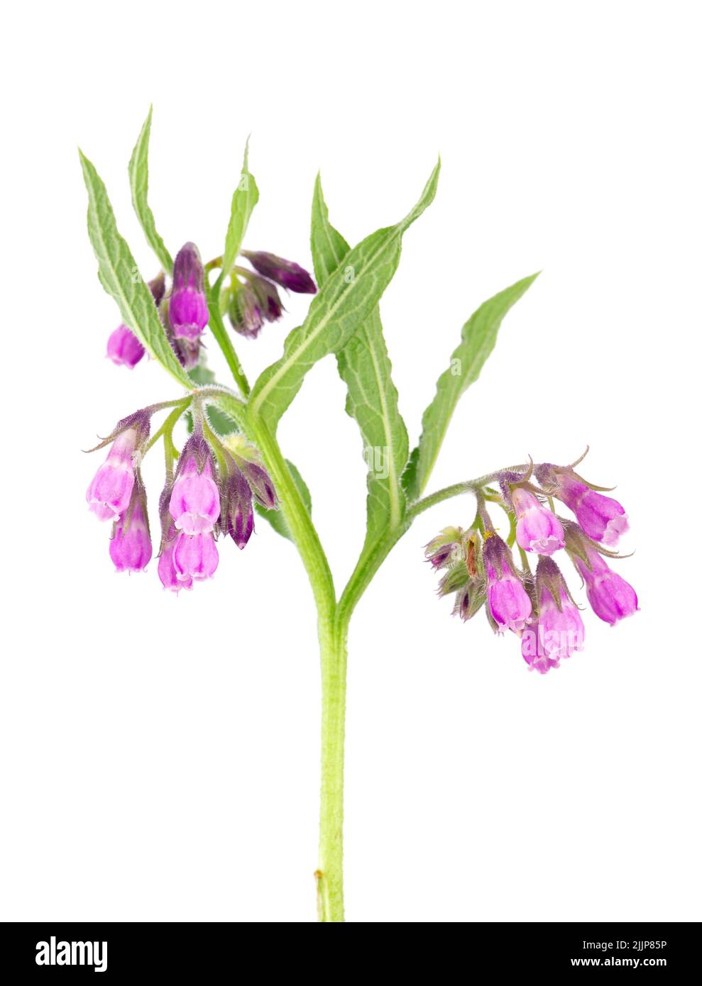 Comfrey bush with flowers, isolated on white background. Symphytum ...