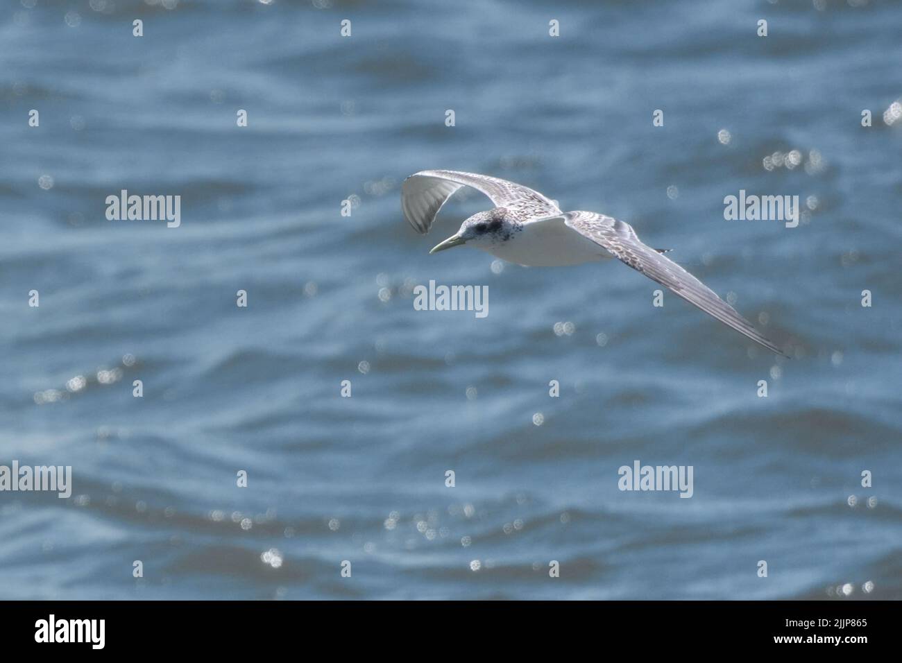 Beautiful seagull over sea hi-res stock photography and images - Alamy