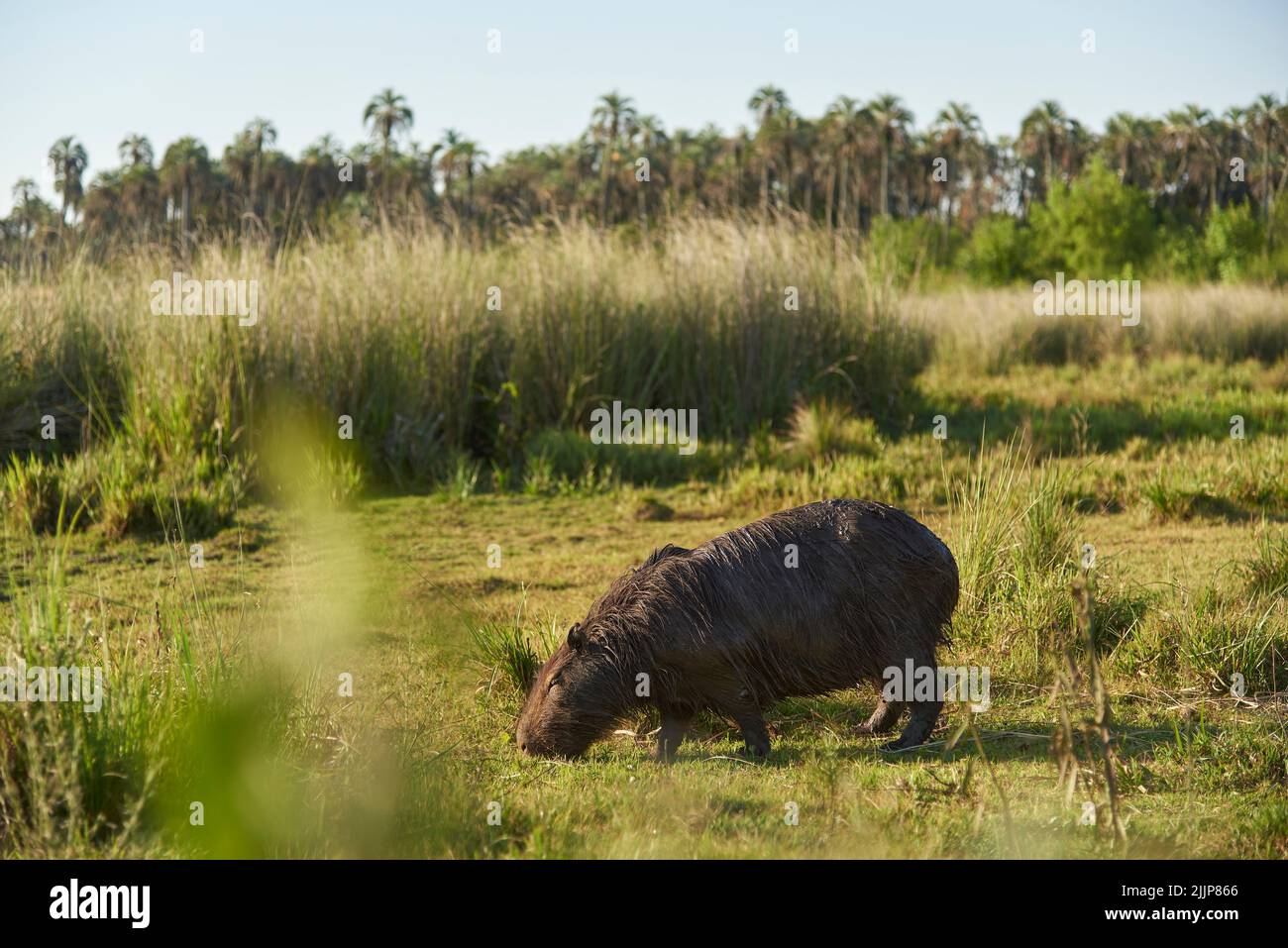 Capybara, hydrochoerus hydrochaeris, largest living rodent, native to ...