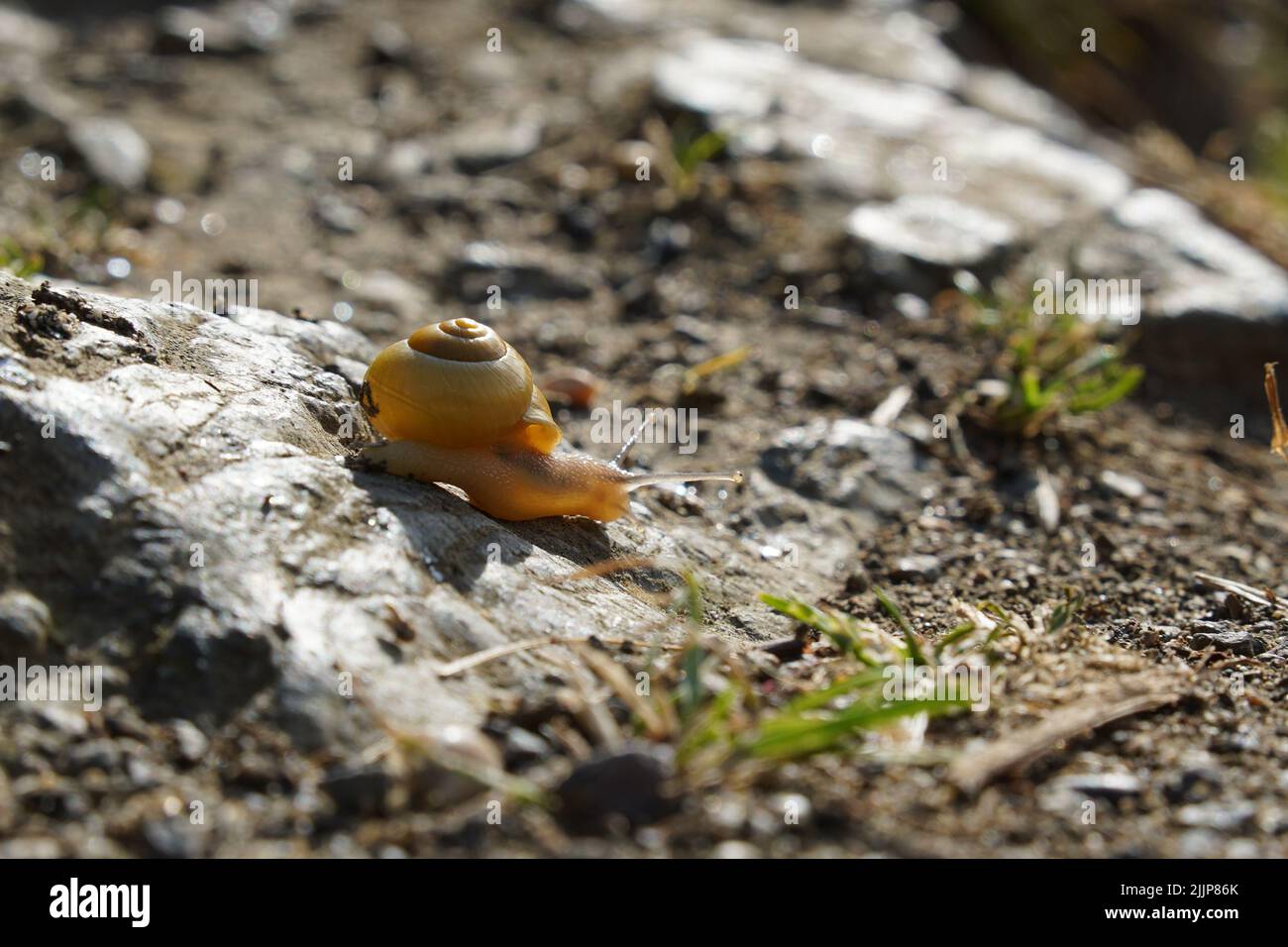 Closeup of snail crawling along a rock in Cornwall, UK Stock Photo - Alamy