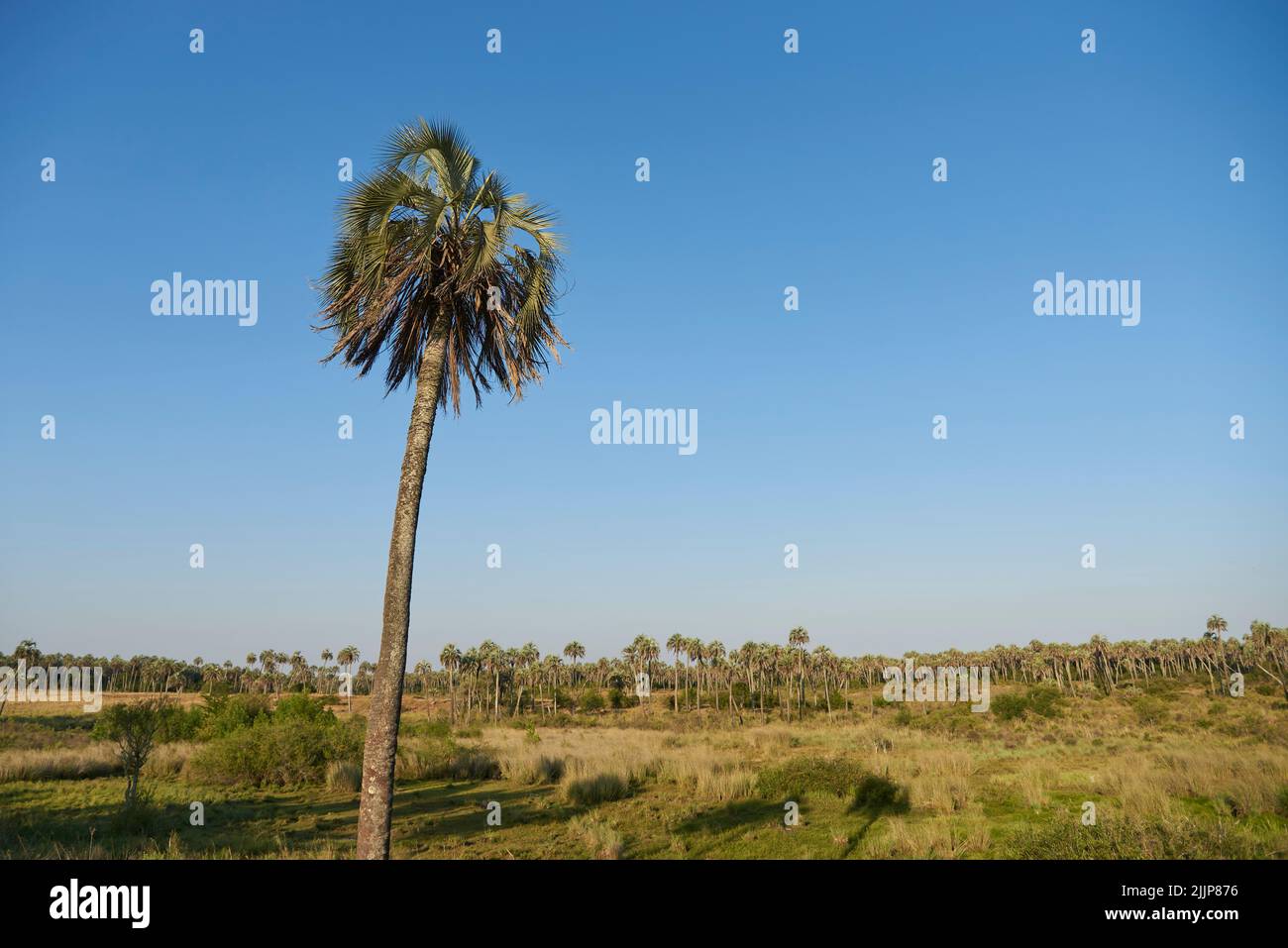 Butia yatay palm tree in El Palmar National Park, in Entre Rios ...