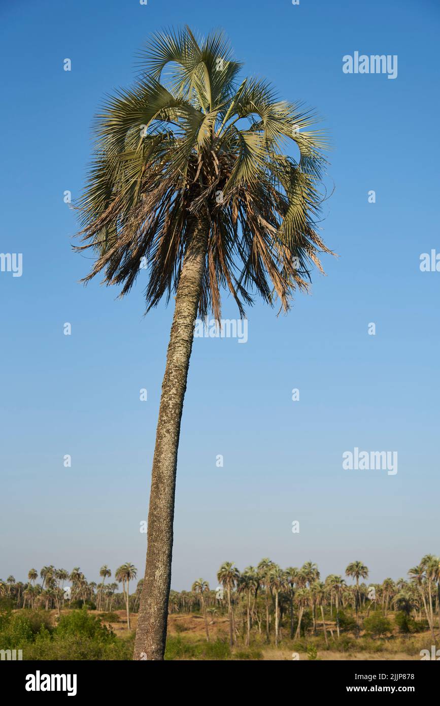 Butia yatay palm tree in El Palmar National Park, in Entre Rios ...